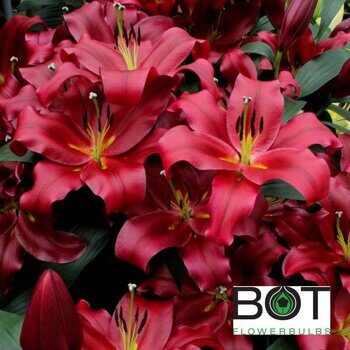 ЛИЛИЯ ЛАСТИНГ ЛАВ - ШИКАРНЫЙ ТЕМНО - КРАСНЫЙ ШЕЛКОВИСТЫЙ ЦВЕТ